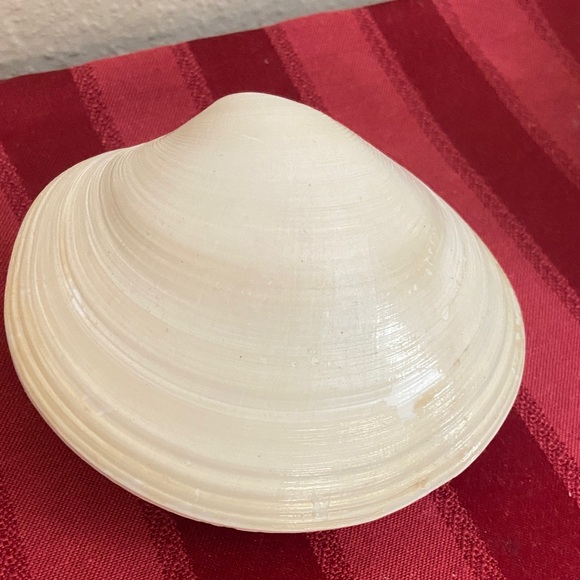 Vintage SHELL | Accents | Vintage 6s Matching White Clam Shell Set ...
